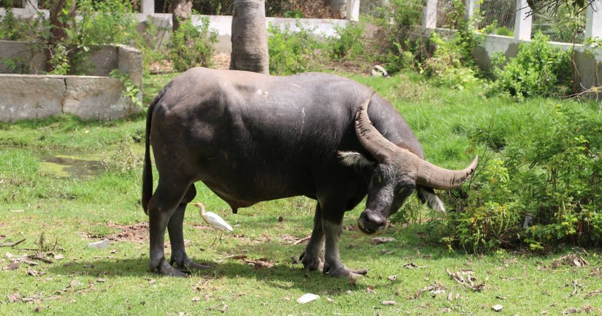 Parc Zoologique de Hann – Activités à Dakar | Avis & Photos