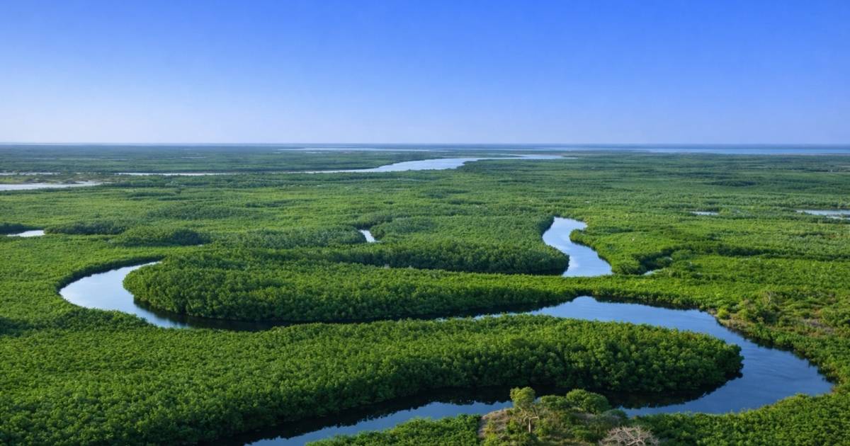 Avis sur Parc National du Delta du Saloum à Sine Saloum : 4.6★ (17 avis)